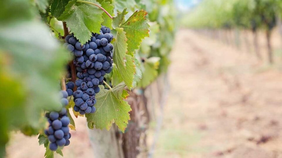 The Best Wineries in Niagara-on-the-Lake. Discover The Magical Ontario ...