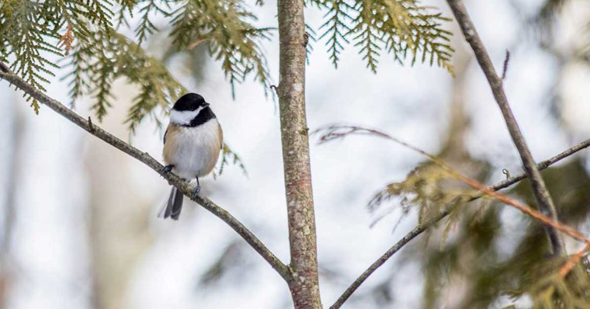 11 Unique Ontario Winter Getaways to Experience this Year - Ultimate ...