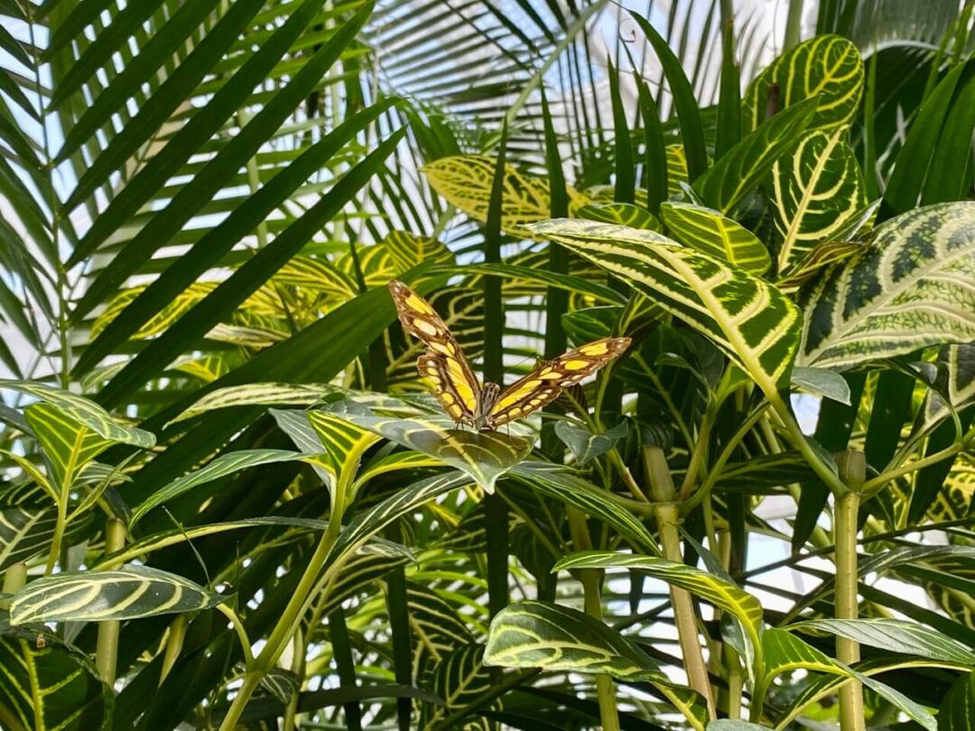 Visiting the Niagara Parks Butterfly Conservatory: One of the Largest ...
